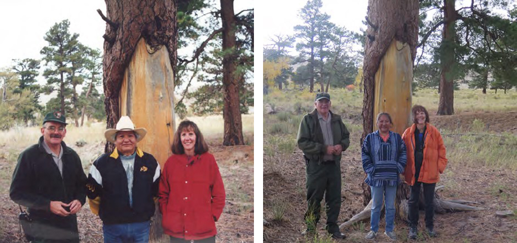 Culturally Modified Trees at Great Sand Dunes - Great Sand Dunes ...