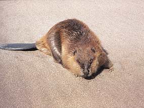 Mammals - Great Sand Dunes National Park & Preserve (U.S. National Park ...