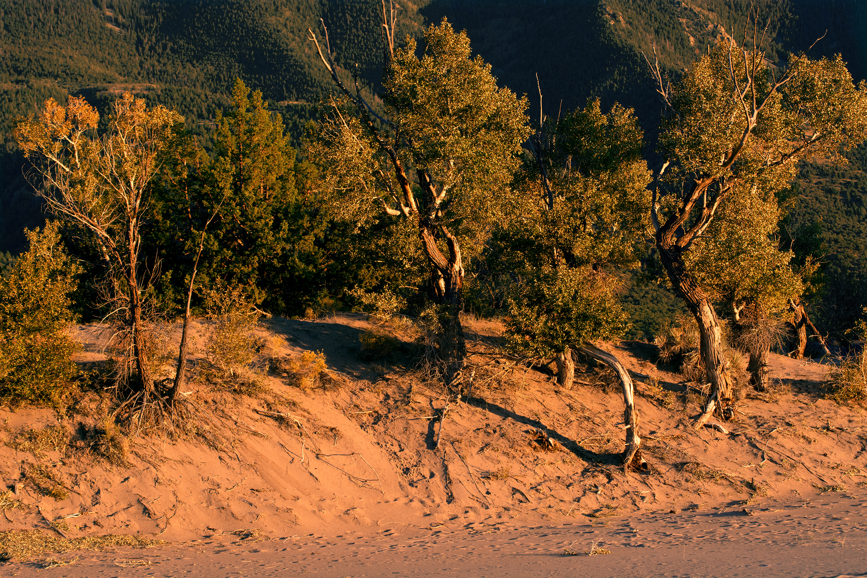 Dune Types - Great Sand Dunes National Park & Preserve (U.S. National ...
