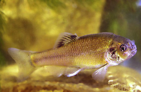 Fish - Great Sand Dunes National Park & Preserve (U.S. National Park ...