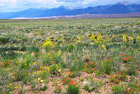 Natural Features & Ecosystems - Great Sand Dunes National Park ...