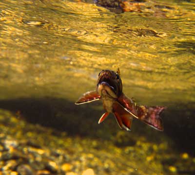Trout Population Dynamics - Great Smoky Mountains National Park (U.S ...