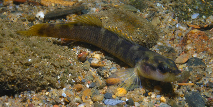 Genetics of Fishes in the Park - Great Smoky Mountains National Park (U ...