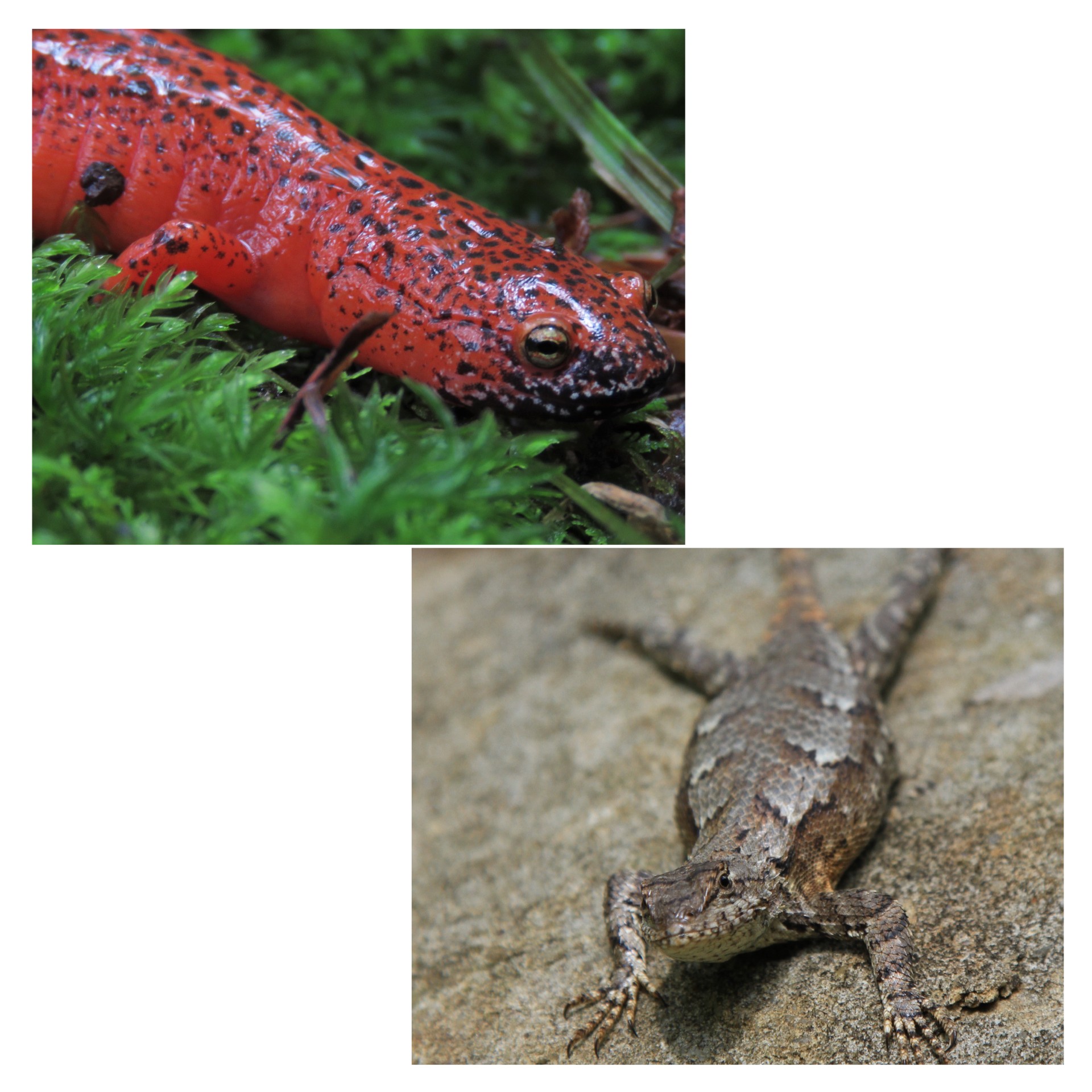 Amphibians - Great Smoky Mountains National Park (U.S. National Park ...