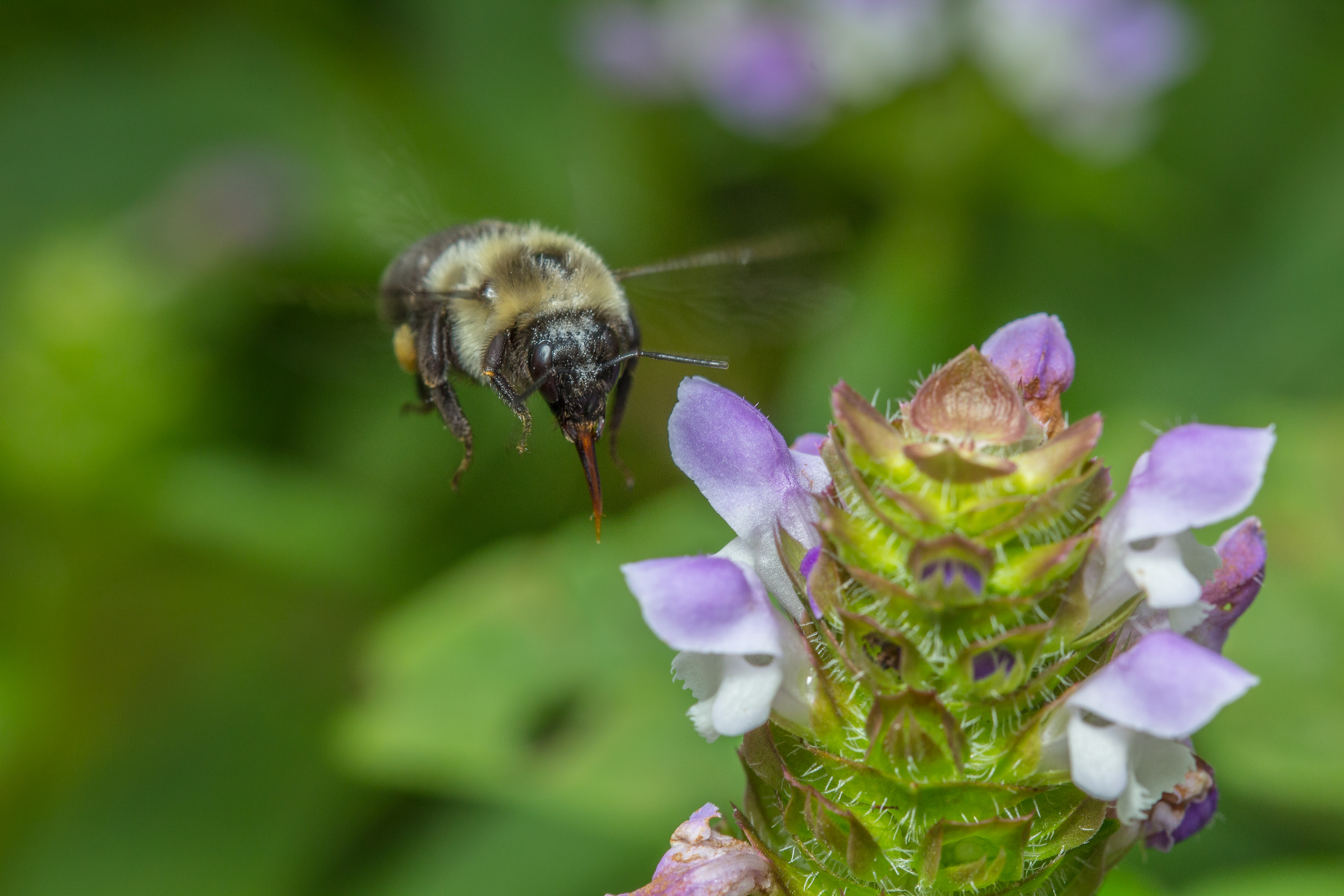 Pollinators - Great Smoky Mountains National Park (U.S. National Park ...