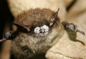 Cave bats in crisis - Great Smoky Mountains National Park (U.S ...