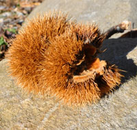Chestnut blight and the good virus - Great Smoky Mountains National ...