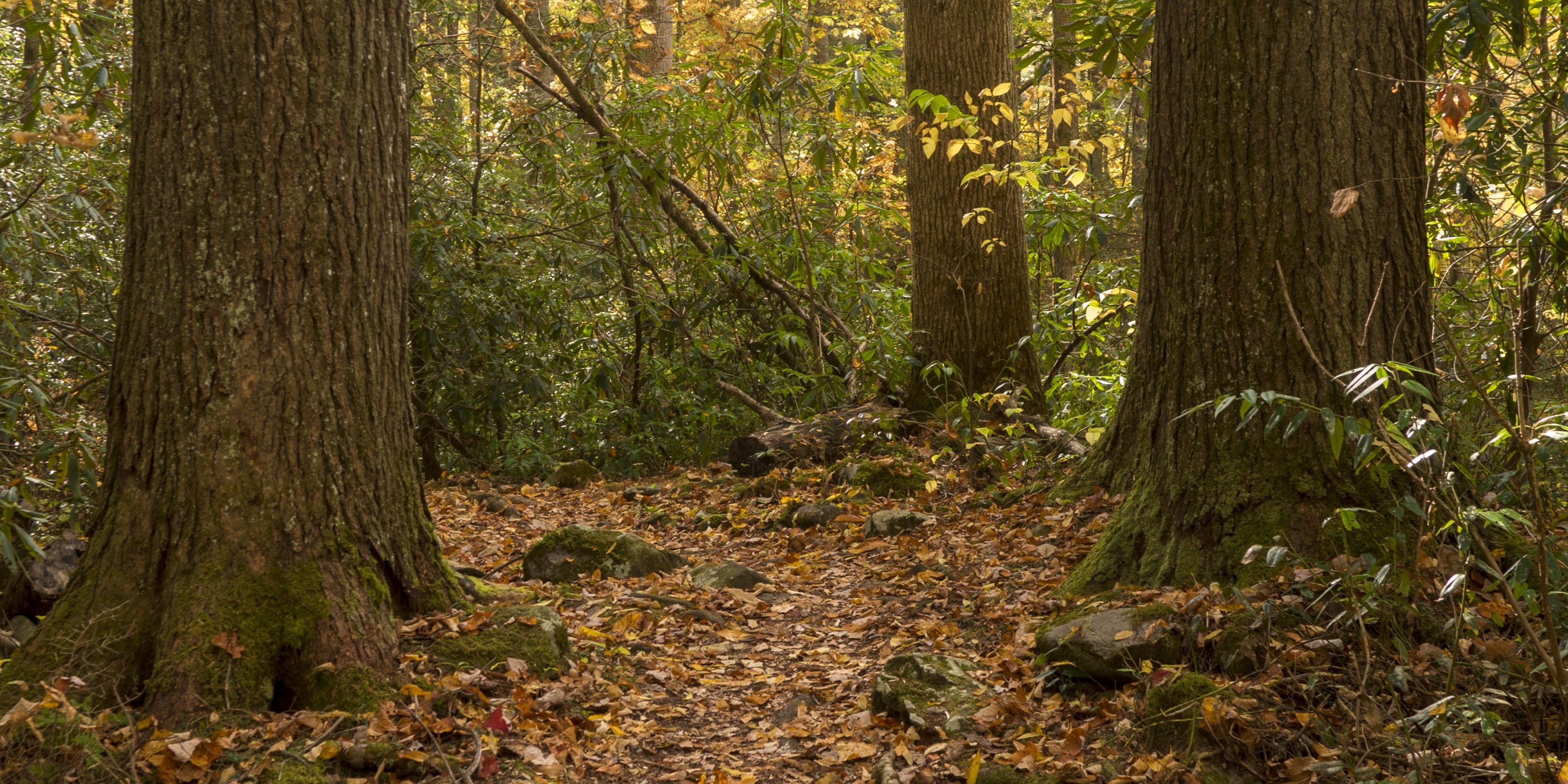 Cosby Area - Great Smoky Mountains National Park (U.S. National Park ...