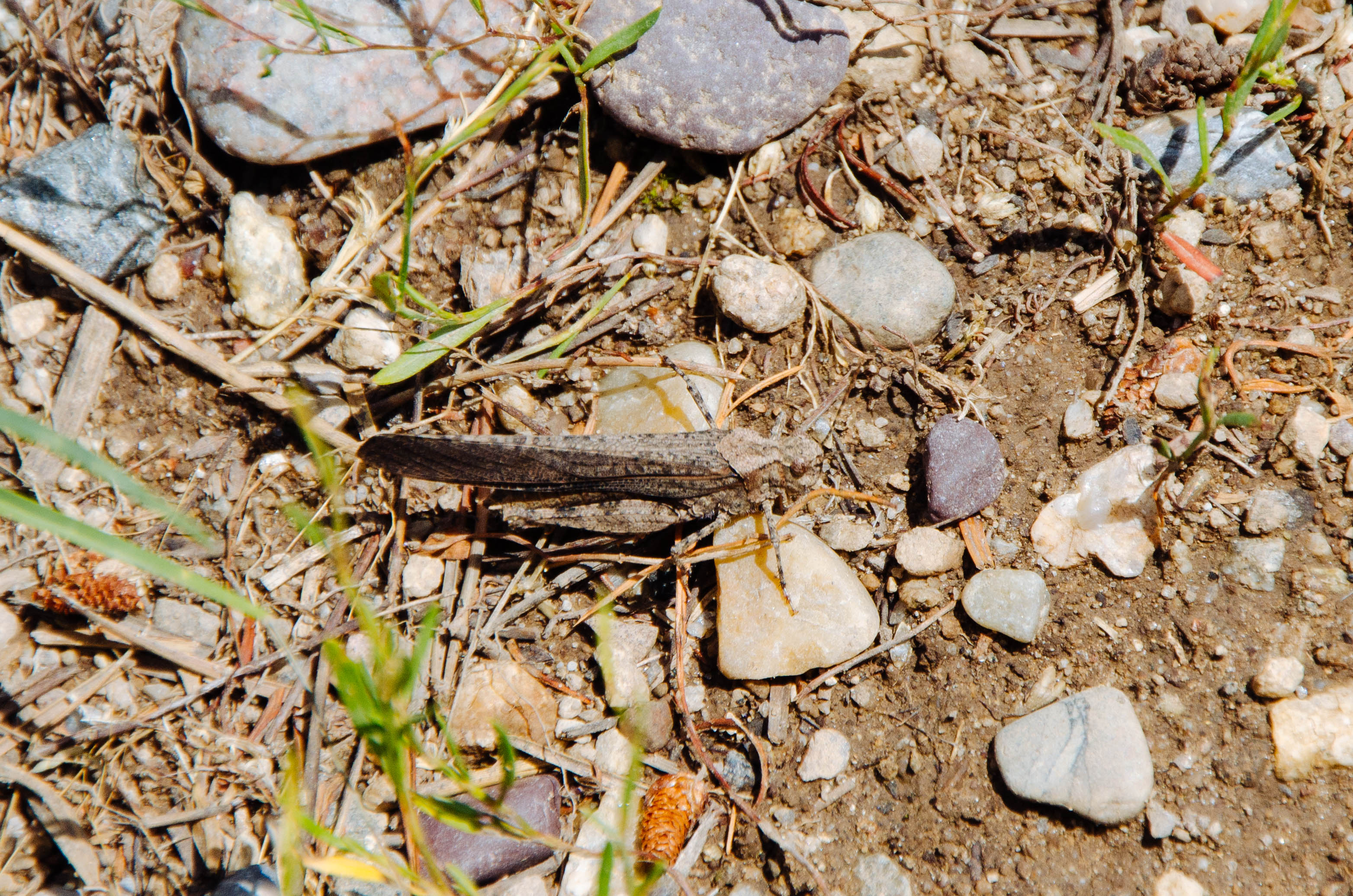 Insects - Grand Teton National Park (U.S. National Park Service)