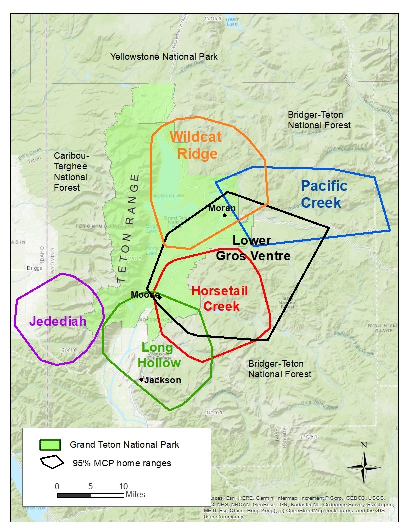 Gray Wolf Monitoring - Grand Teton National Park (U.S. National Park ...
