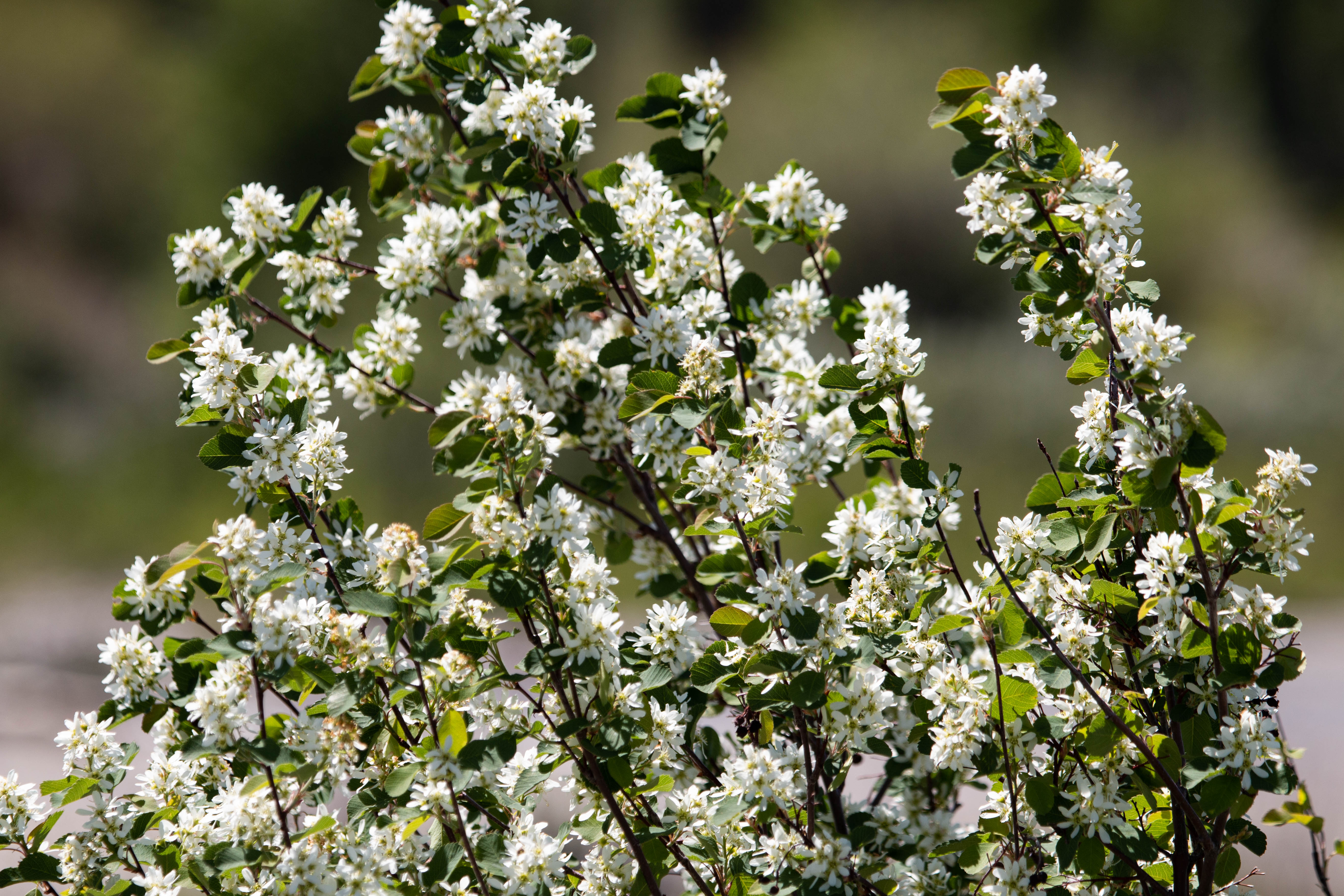 Trees and Shrubs - Grand Teton National Park (U.S. National Park Service)