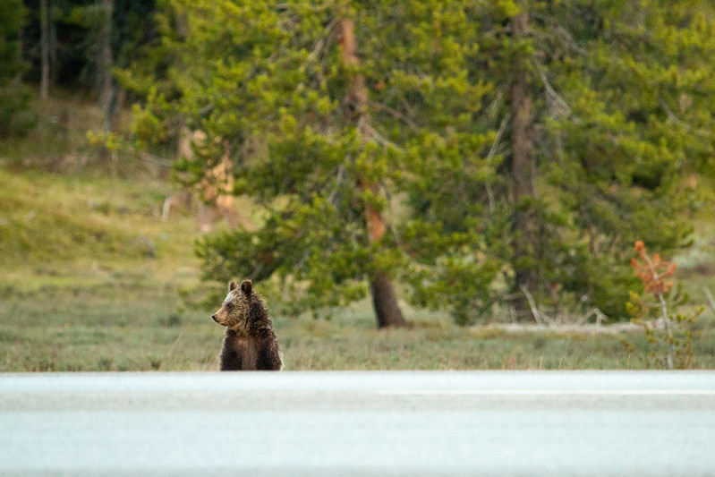 Bear Management - Grand Teton National Park (U.S. National Park Service)