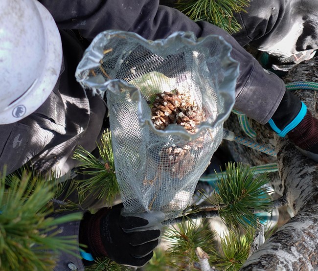 Nancy Bockino - Grand Teton National Park (U.S. National Park Service)