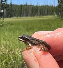 Mary Greenblatt - Grand Teton National Park (U.S. National Park Service)