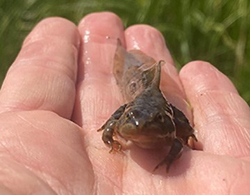 Mary Greenblatt - Grand Teton National Park (U.S. National Park Service)