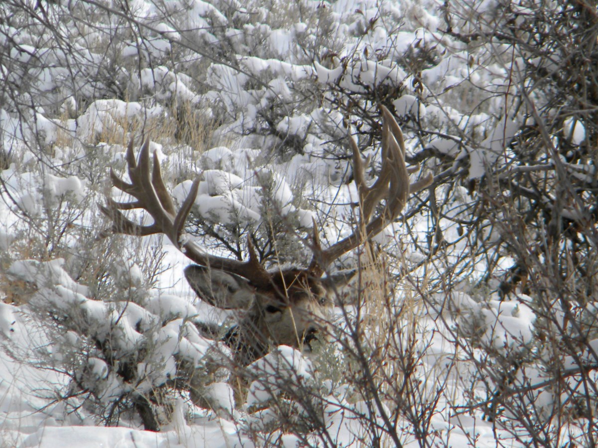 Rangers Investigate Death of Mule Deer with Atypical Antlers - Grand ...