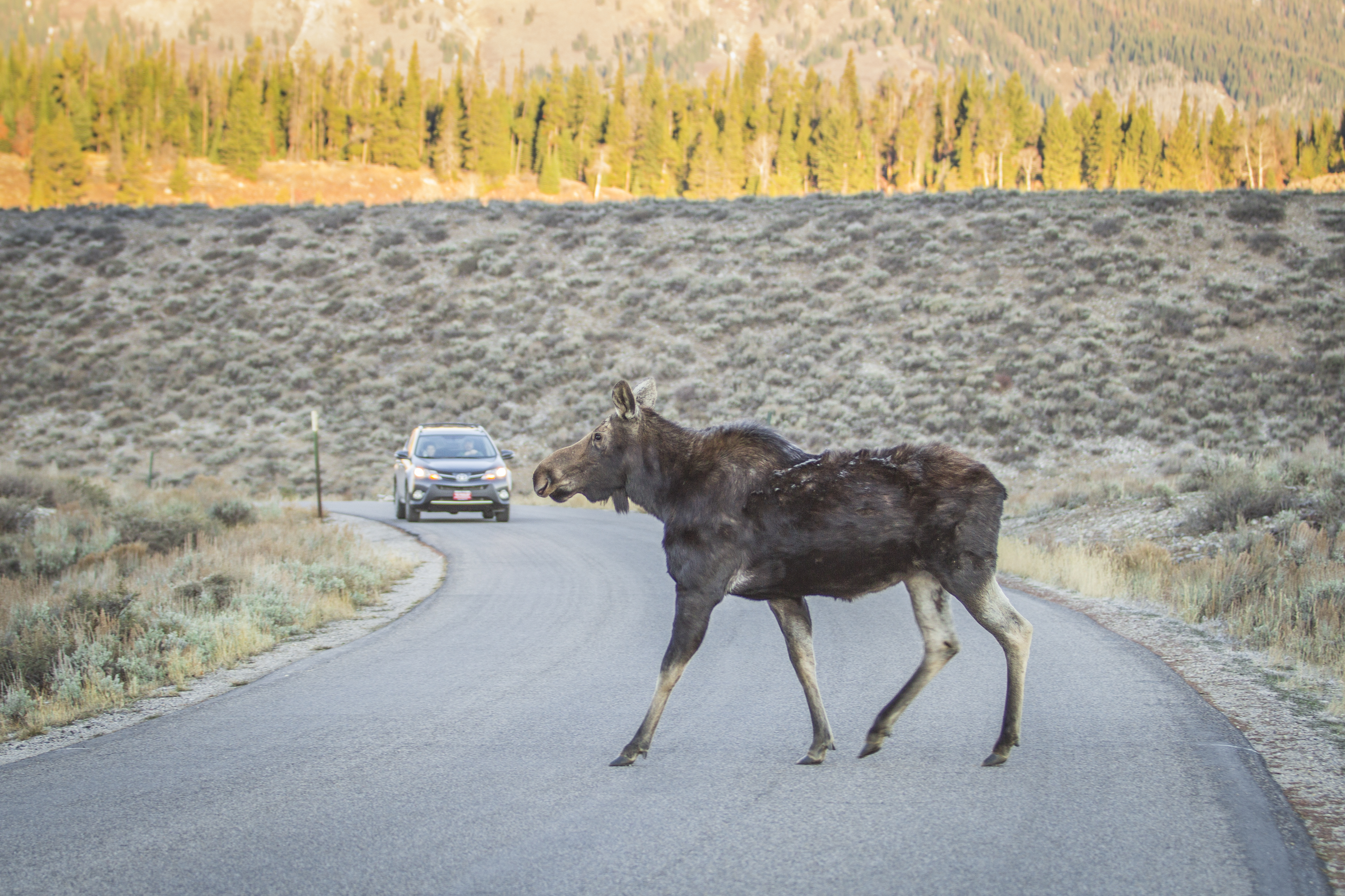 Laurance S. Rockefeller Preserve and Moose-Wilson Road - Grand Teton ...