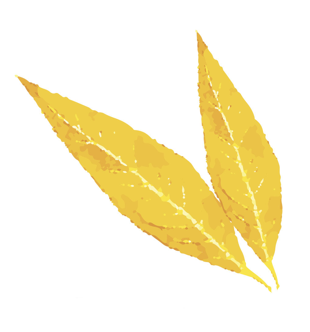 Fall Color - Grand Teton National Park (U.S. National Park Service)