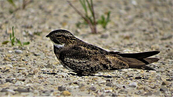 Common Nighthawk (U.S. National Park Service)