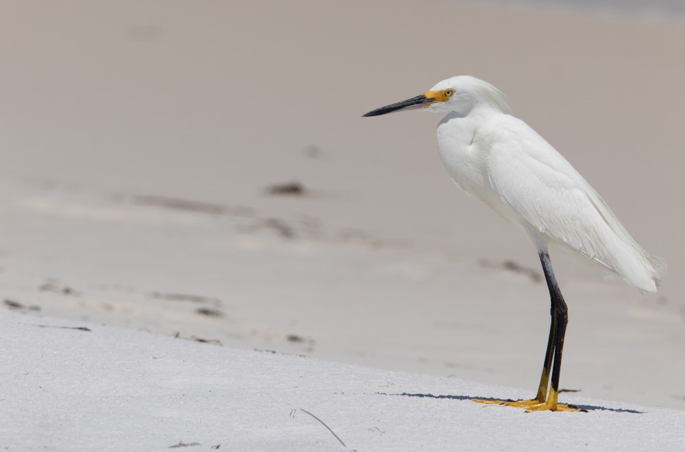 Young Snowy Egret