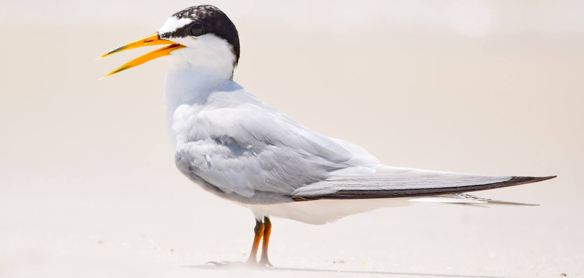Least Terns - Gulf Islands National Seashore (U.S. National Park Service)