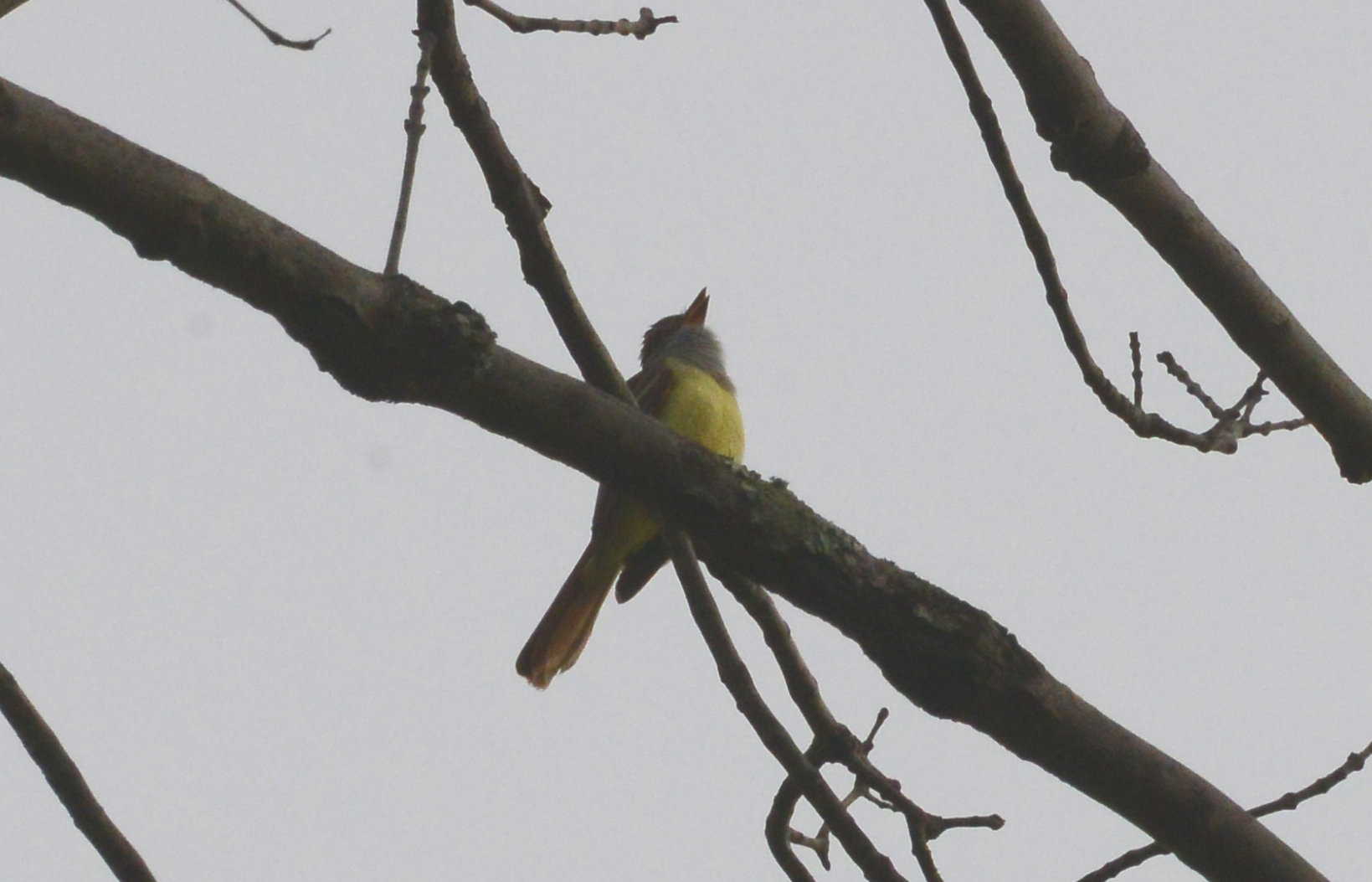 Tyrant Flycatchers - Harpers Ferry National Historical Park (U.S ...