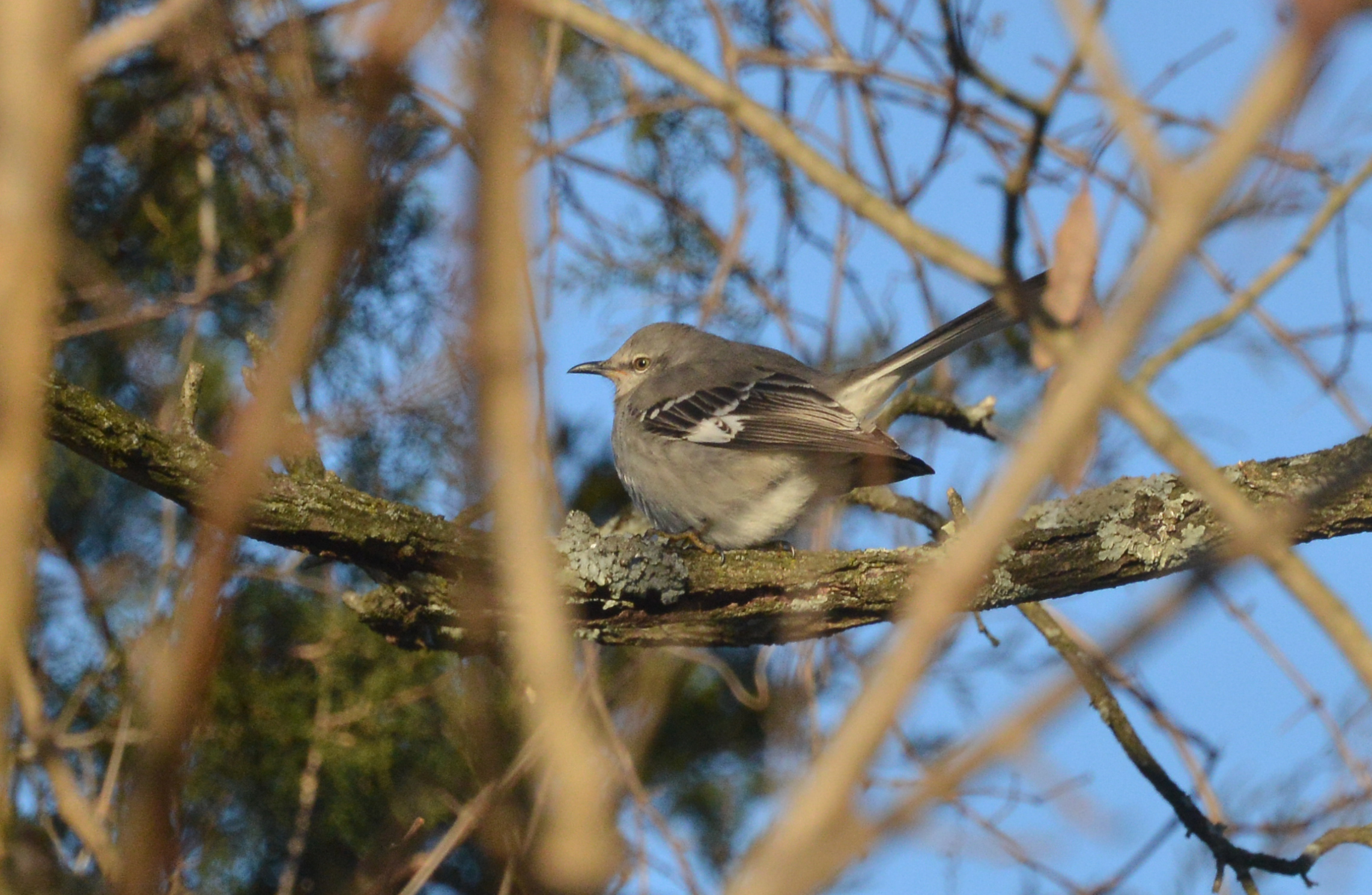 Mockingbirds and Thrashers - Harpers Ferry National Historical Park (U ...