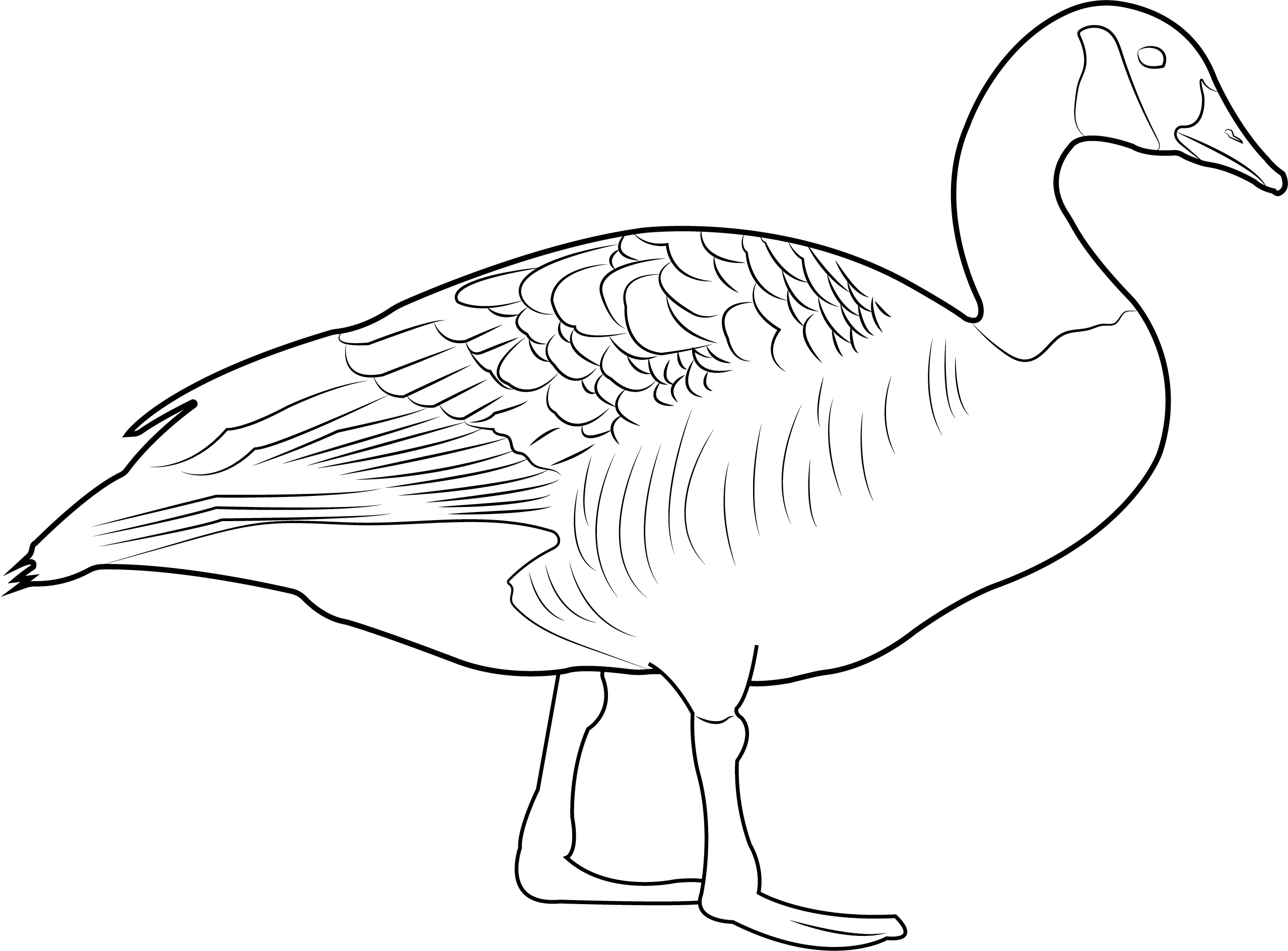Canadian Goose Coloring Page