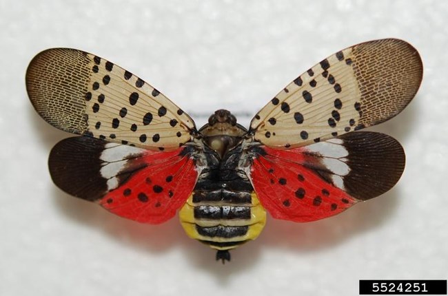 Spotted Lanternfly - Harpers Ferry National Historical Park (U.S ...