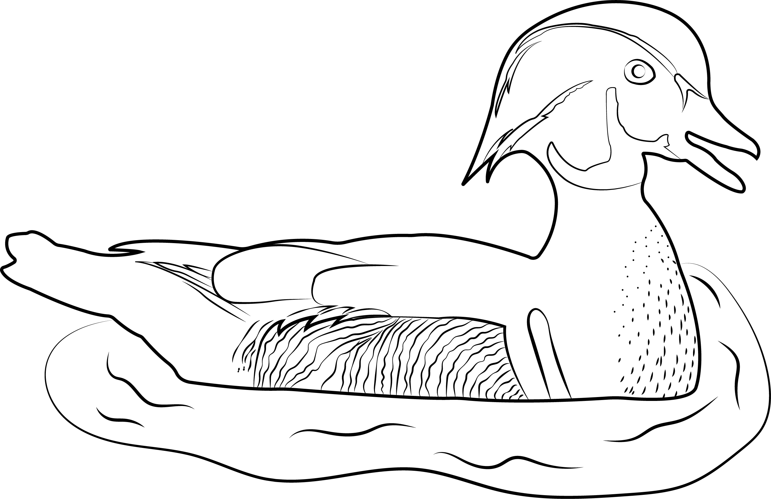 Wood Duck Drawing Outline