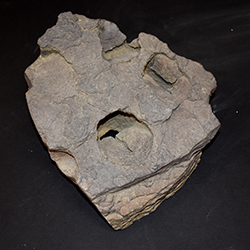 Fossils - Hagerman Fossil Beds National Monument (U.S. National Park ...