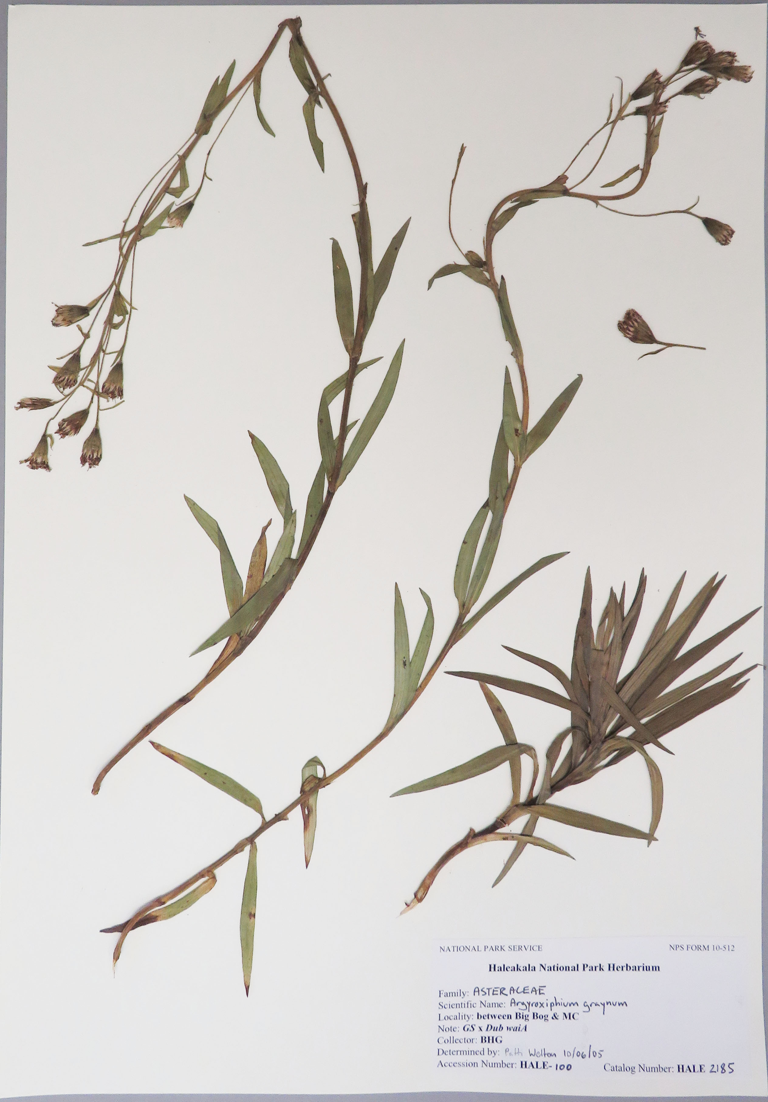BOTANY OF HALEAKALĀ NATIONAL PARK - Haleakalā National Park (U.S ...