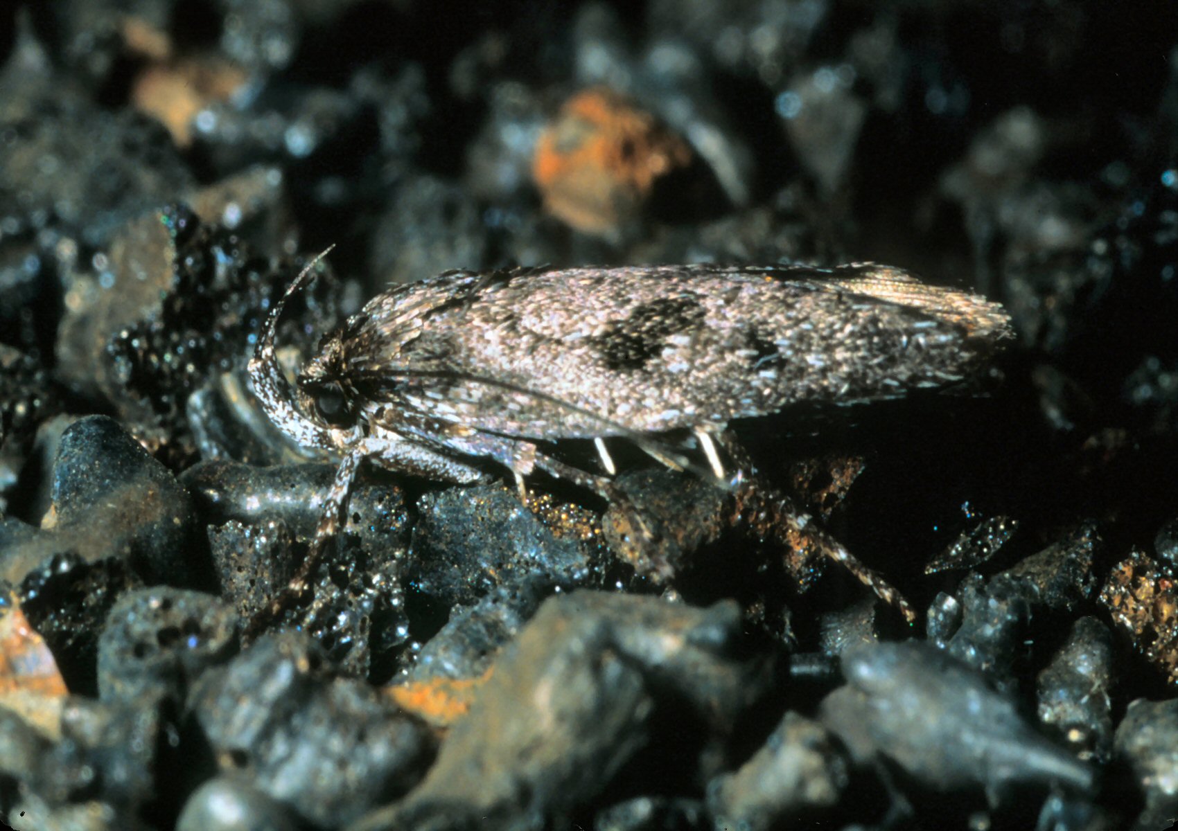 Insects, Arachnids & Arthropods - Haleakalā National Park (U.S ...