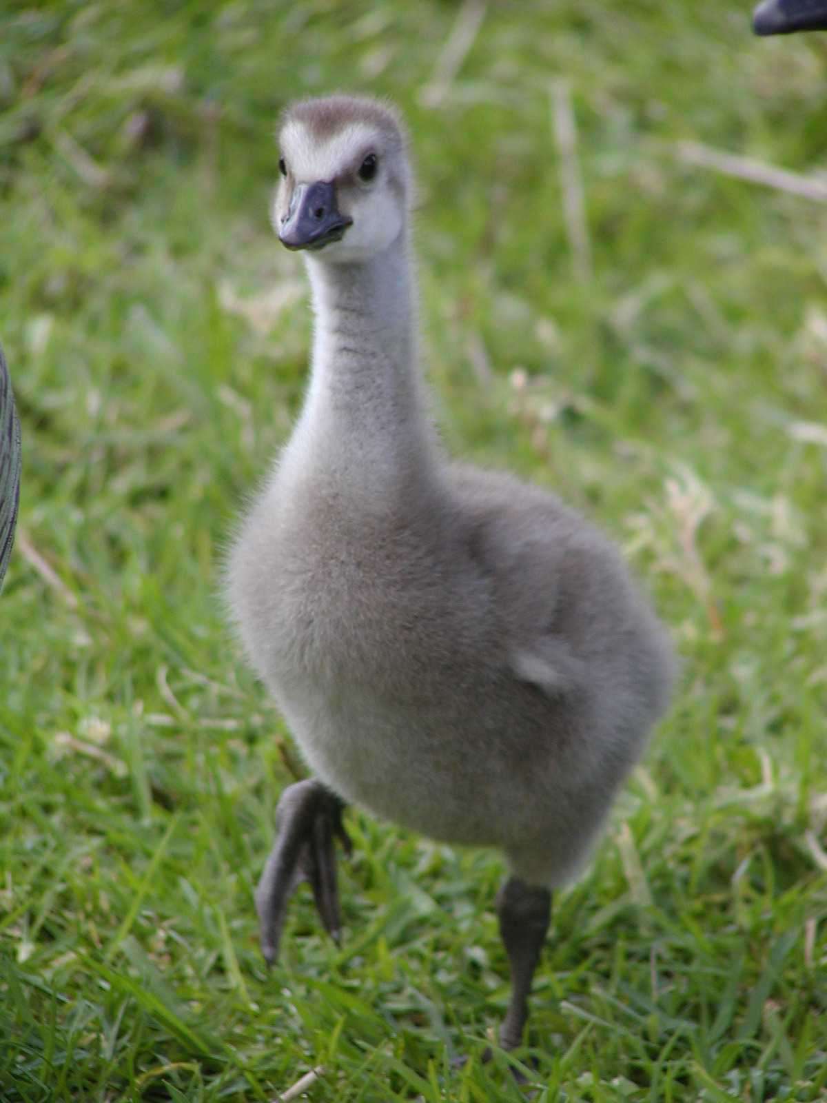 Photo of the Day (Baby Nene) | Pacific Island National Parks