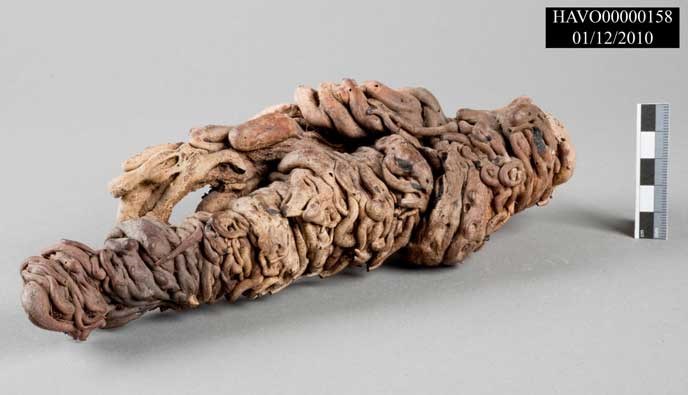 Natural History Collection - Hawaiʻi Volcanoes National Park (U.S ...