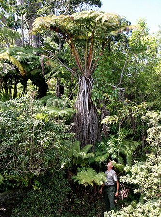 Ferns - Hawaiʻi Volcanoes National Park (U.S. National Park Service)