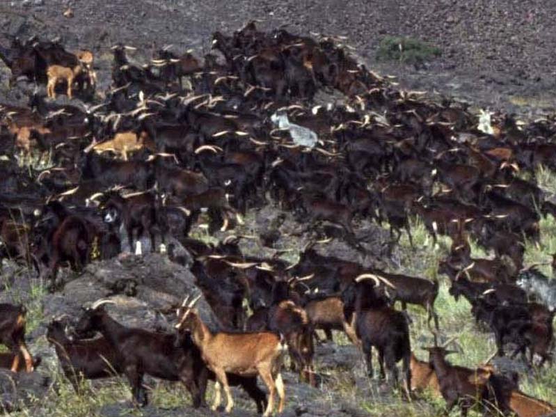 Goats in Hawai‘i Volcanoes National Park - Hawaiʻi Volcanoes National ...