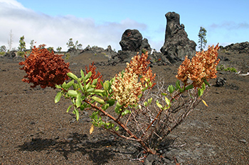 Shrubs and Bushes - Hawaiʻi Volcanoes National Park (U.S. National Park ...