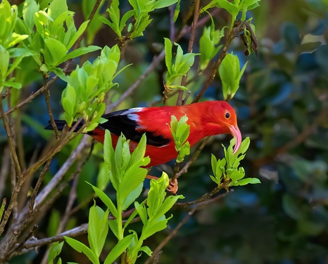 Ka Malo‘o ma ka Moana Pākīpika - Hawaiʻi Volcanoes National Park (U.S ...