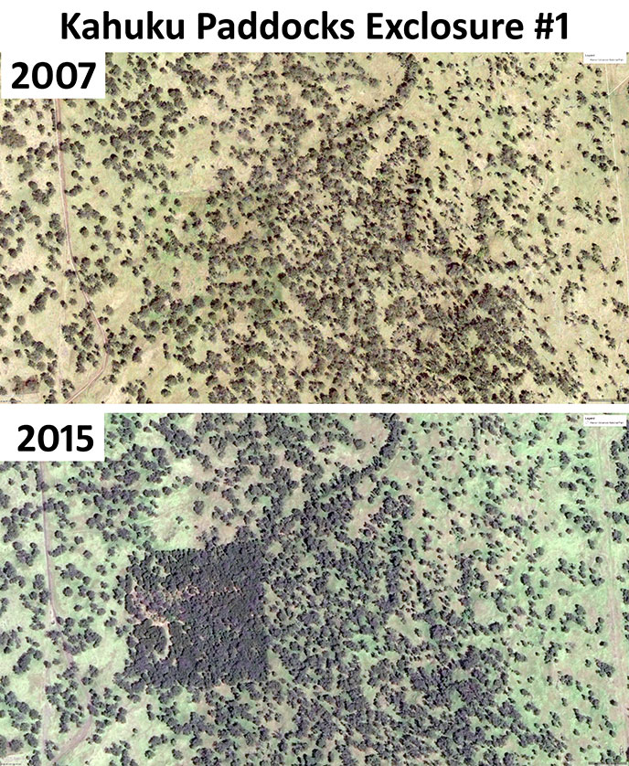 Experimental Forest Restoration at Hawaiʻi Volcanoes National Park ...