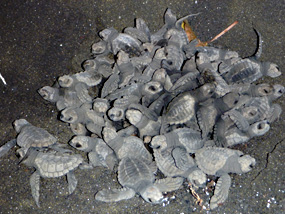 Park Volunteers Rescue Rare Turtles - Hawaiʻi Volcanoes National Park ...