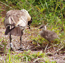 Nesting Nene Laying Eggs and Lying Low - Hawaiʻi Volcanoes National ...