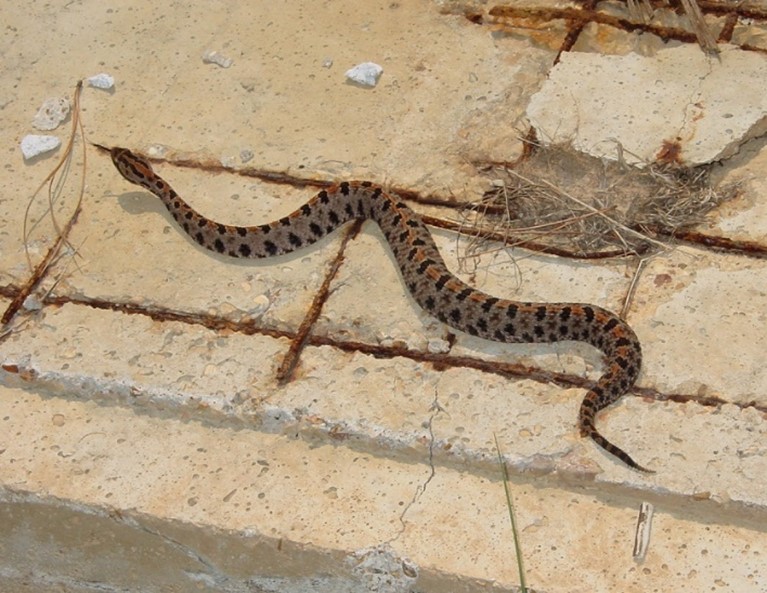 Descriptions of Common Reptiles in the park - Hot Springs National Park ...