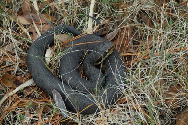 Descriptions of Common Reptiles in the park - Hot Springs National Park ...
