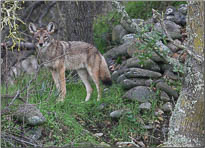 Mammal Descriptions - Hot Springs National Park (U.S. National Park ...
