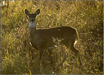 Mammal Descriptions - Hot Springs National Park (U.S. National Park ...