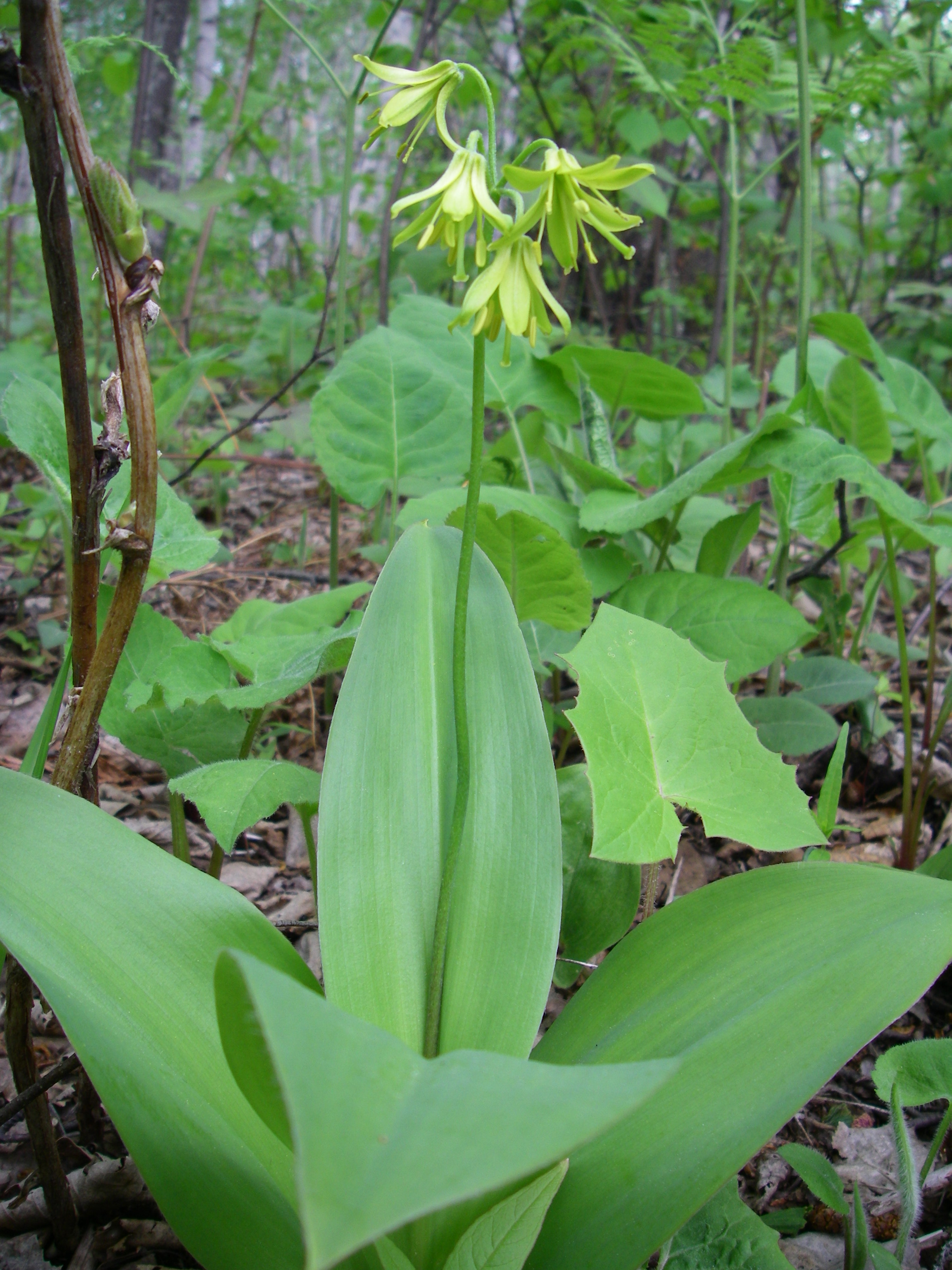 Forest Health in the Apostle Islands, 2011–2021 (U.S. National Park ...