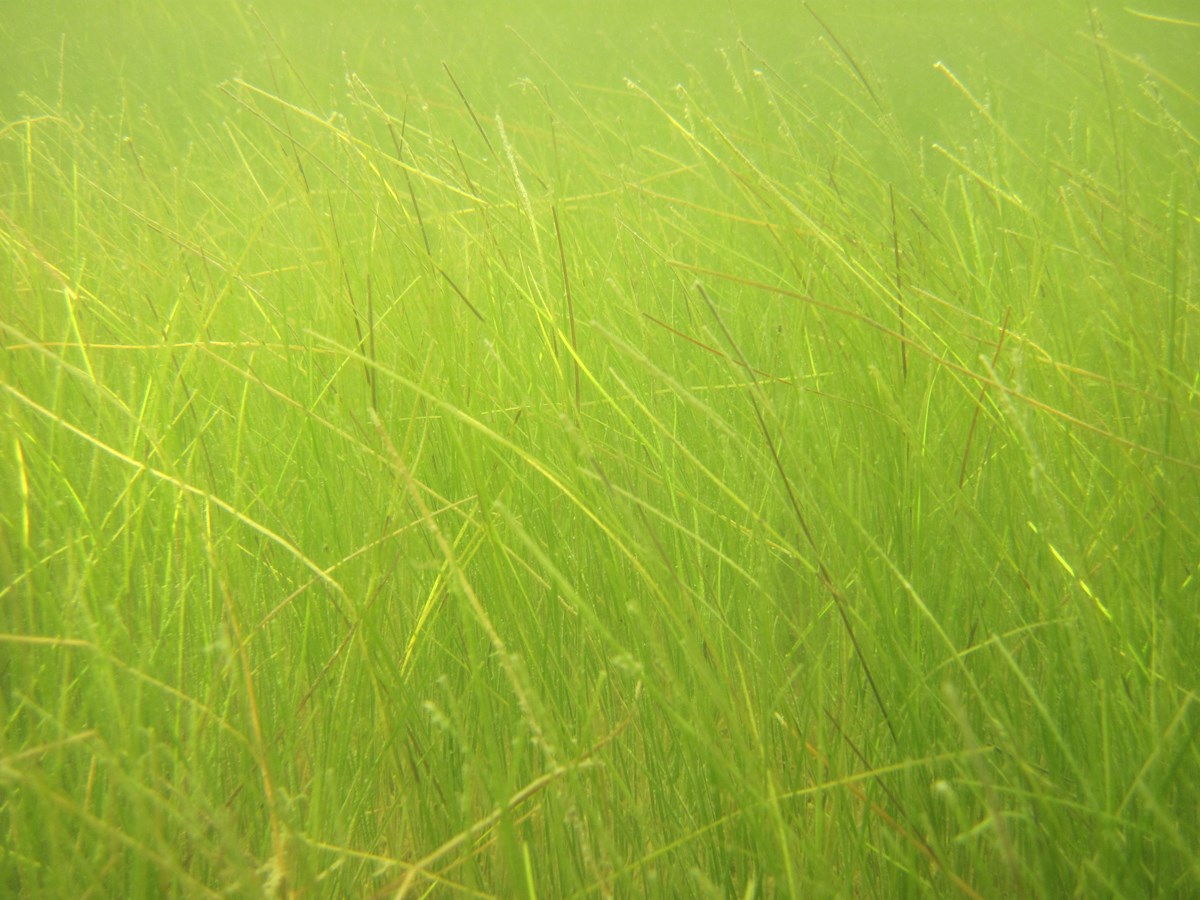 Gulf Coast Network Ecosystems (U.S. National Park Service)