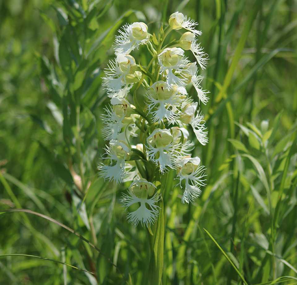 Prairie Orchid 10 Native Flowers & Grasses For NC Prairies Leaf
