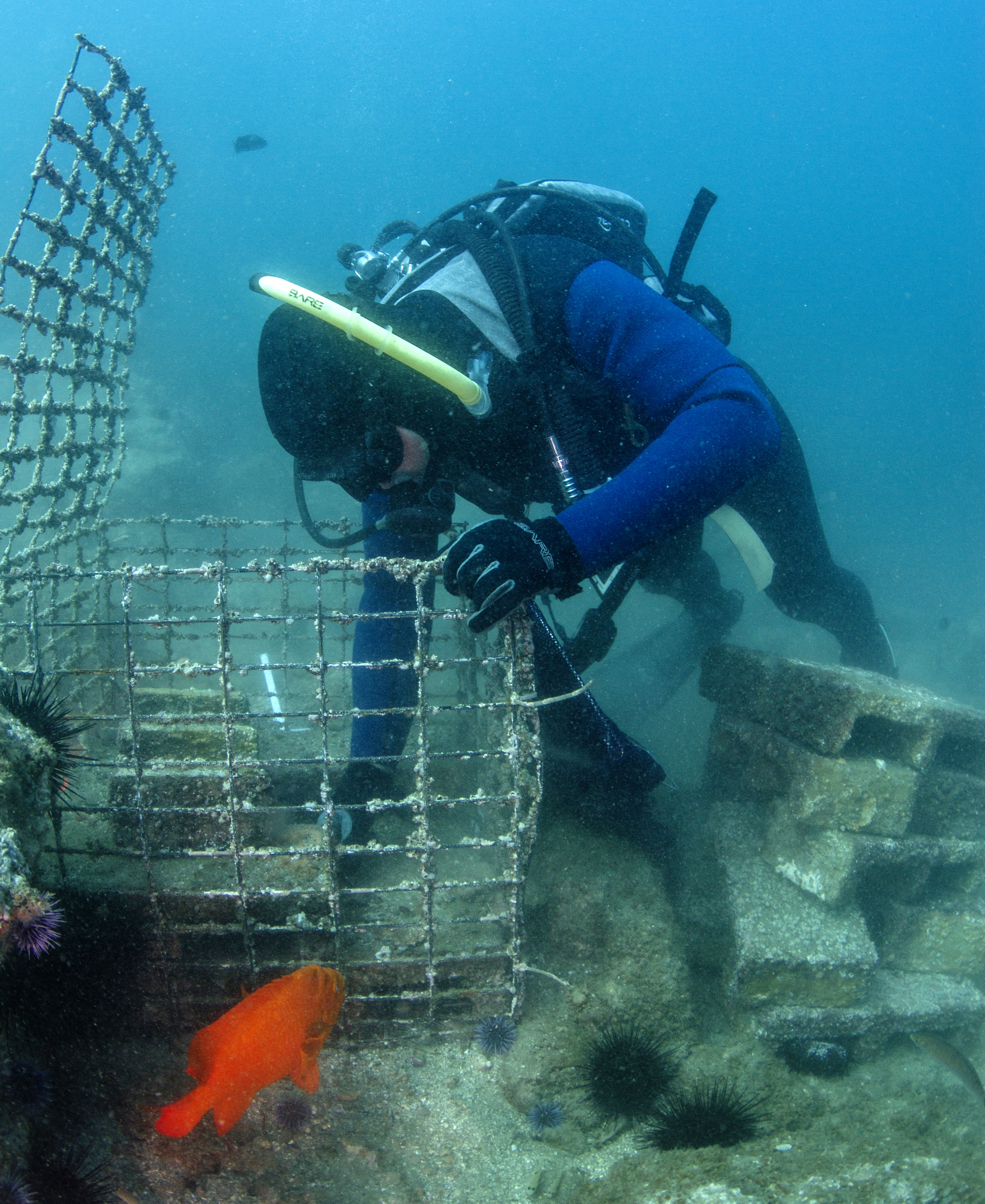 Kelp Forest Community Monitoring (U.S. National Park Service)